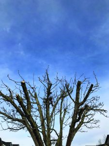 Tree Care – City of Sumner